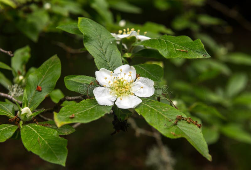 Wild quince on the garden stock image. Image of produce - 10457933