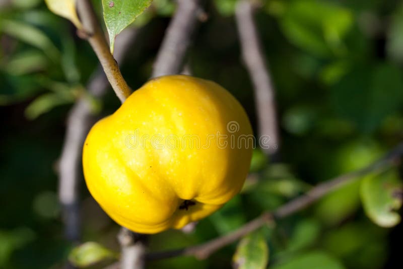 Wild quince on the garden stock image. Image of produce - 10457933