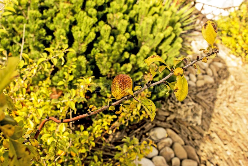 Wild Quince. Ripe Fruits of Wild-growing Quince on the Branches of a ...