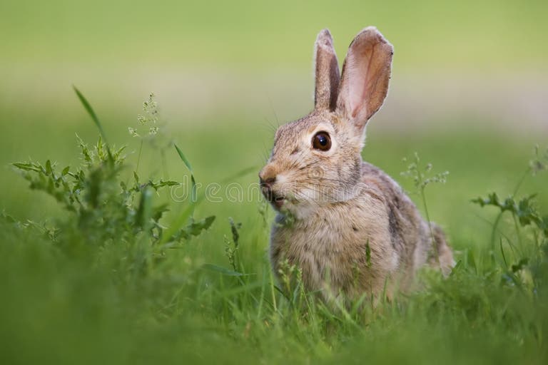 Wild rabbit stock image. Image of spring, prairie, bunny - 10171769