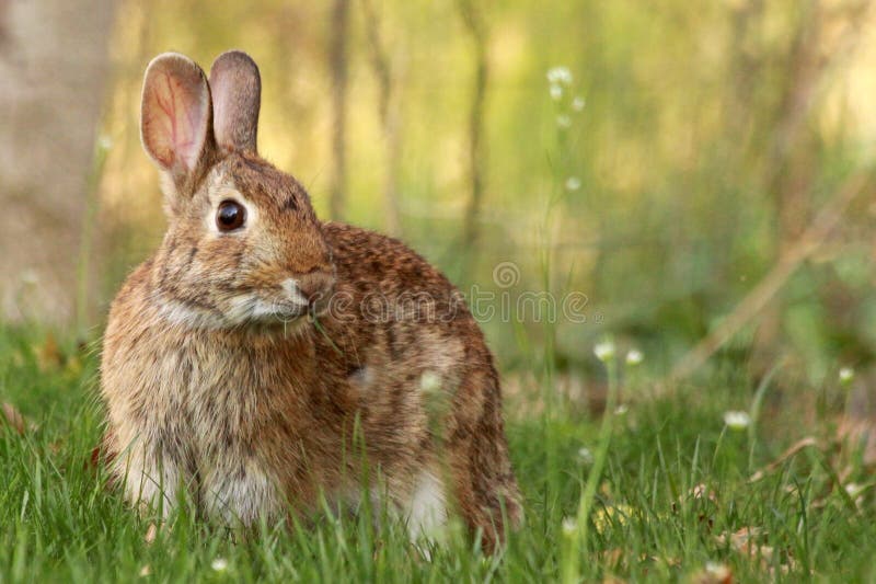 Wild rabbit. stock image. Image of nature, cute, whiskers - 13747577