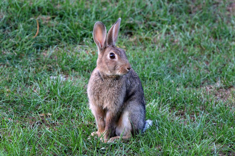Wild Brown Rat stock photo. Image of disease, brown, fast - 9836724