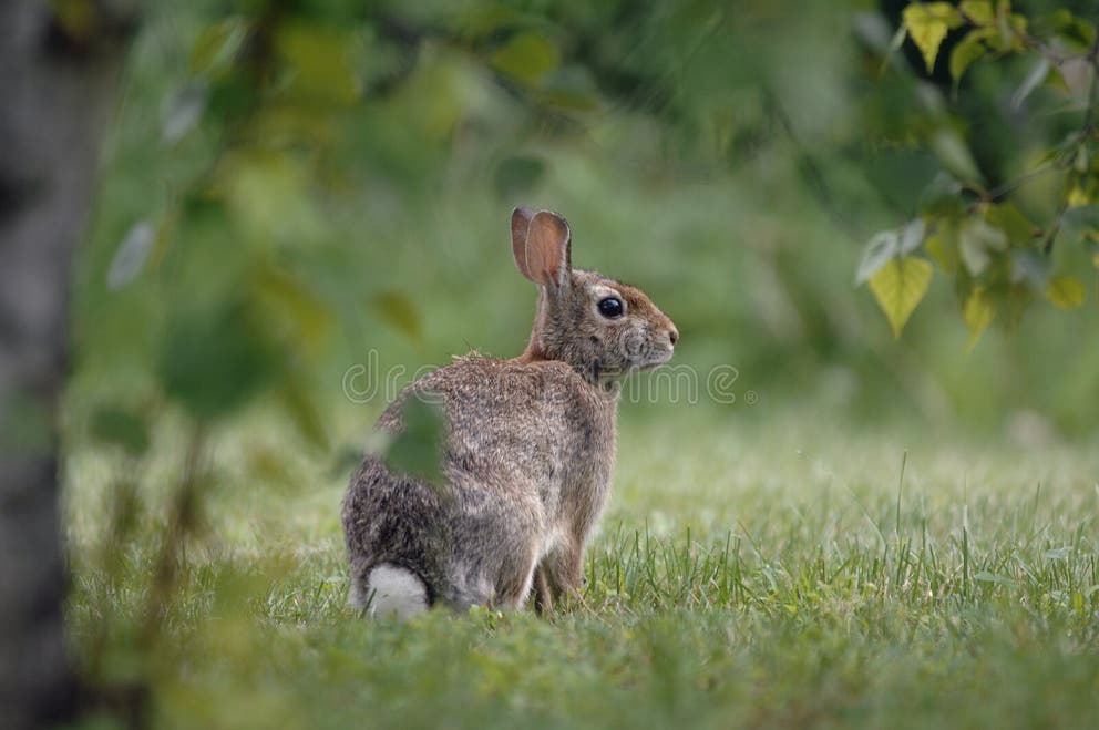 Wild rabbit stock photo. Image of fear, timid, rabbit - 15324262