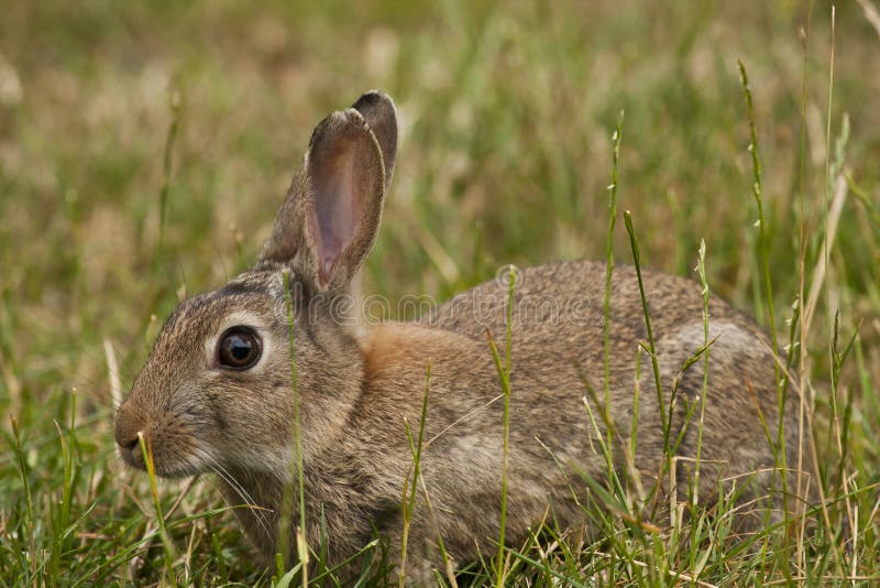 Wild cotton tail rabbit stock photo. Image of rocks, rabbit - 6223304