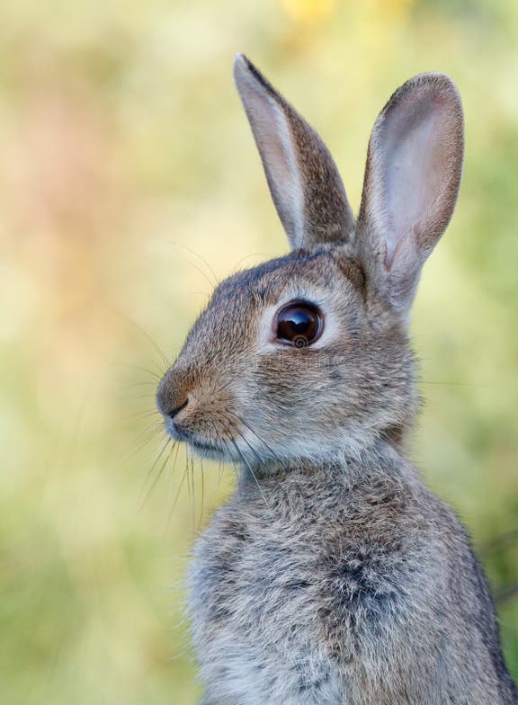 Wild rabbit stock image. Image of mammal, long, saver - 15641727