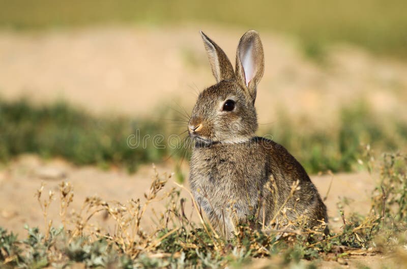 Wild rabbit stock image. Image of mammal, hirsute, rabbit - 20390369