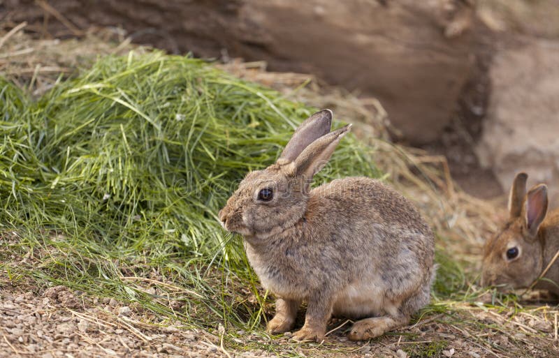 Wild Rabbit Picture. Image: 24442459