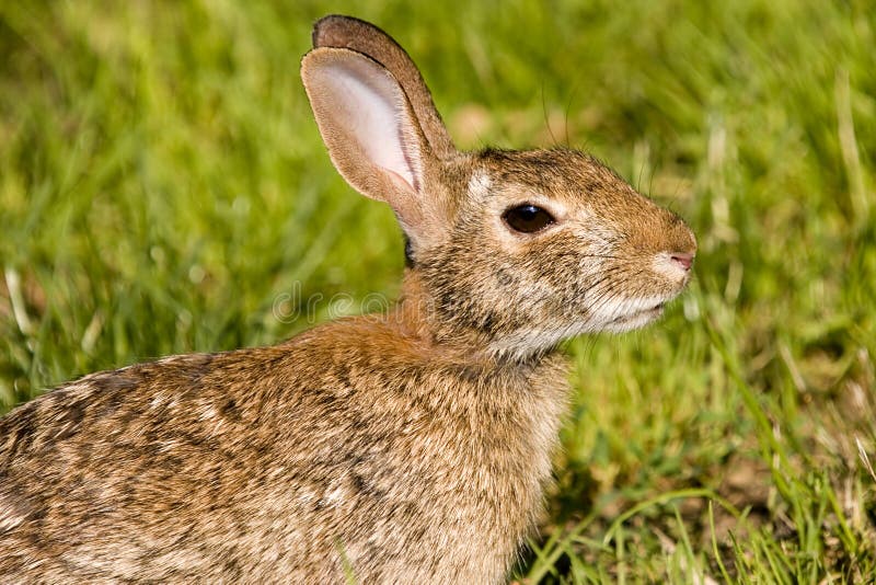 Wild Rabbit on High Alert stock image. Image of rabbit - 10900813