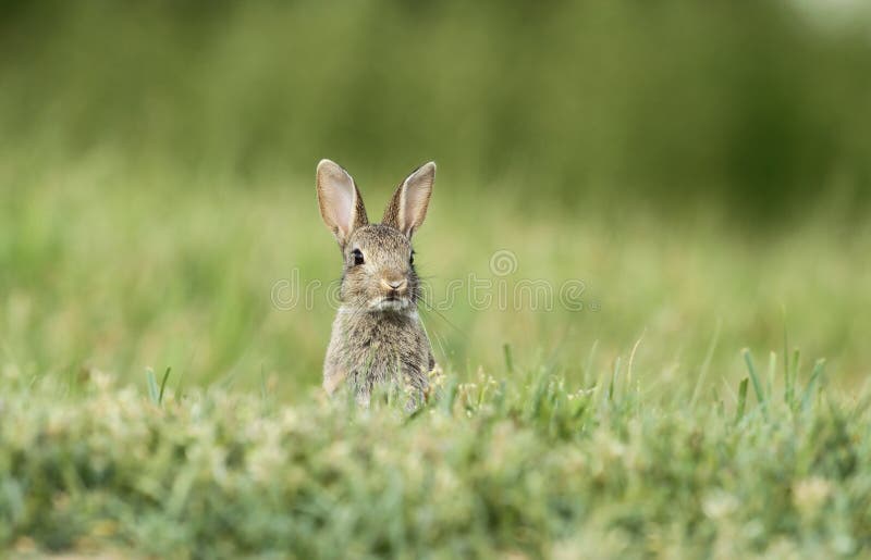 Wild rabbit stock photo. Image of natural, cute, mammal - 26495470