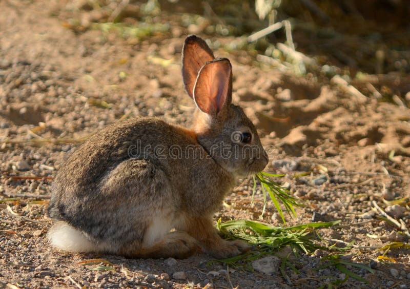 Wild Rabbit stock image. Image of cuniculus, wild, mammal - 34865005