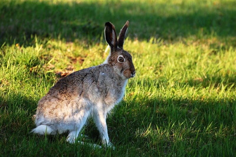 29,828 Wild Rabbit Stock Photos - Free & Royalty-Free Stock Photos from ...