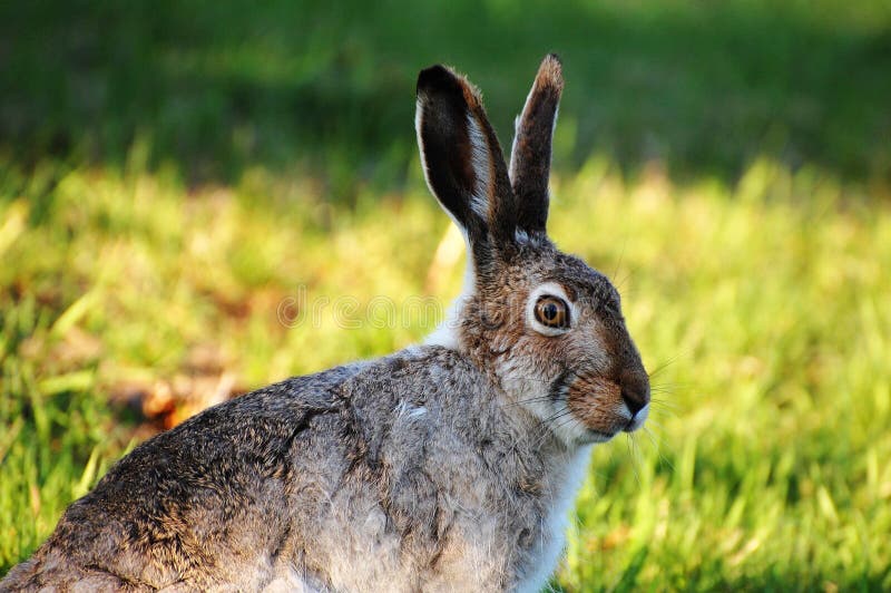 32,609 Wild Rabbit Stock Photos - Free & Royalty-Free Stock Photos from ...