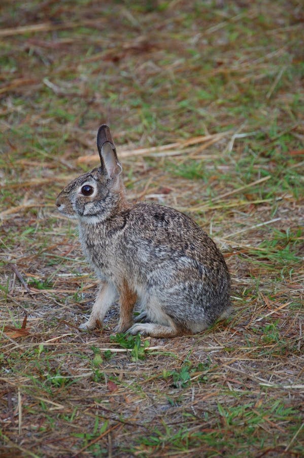 Wild Rabbit stock photo. Image of lapin, alert, bunny, wildlife - 692462