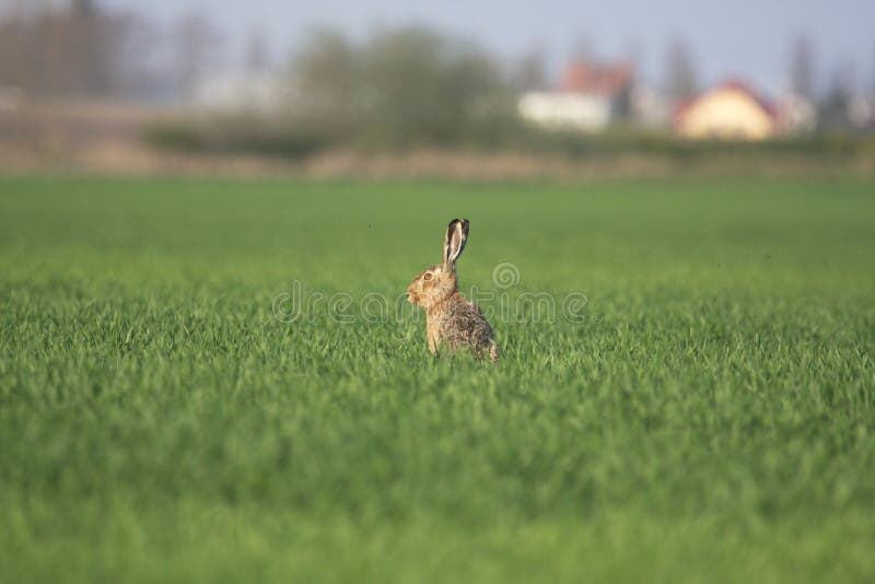 Wild rabbit stock photo. Image of wildlife, field, nature - 9060698