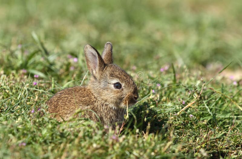 Little rabbit stock photo. Image of natural, nice, cuniculus - 41310412