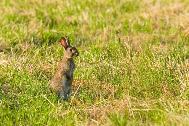 Wild rabbit stock image. Image of hare, mammal, wild - 28960141