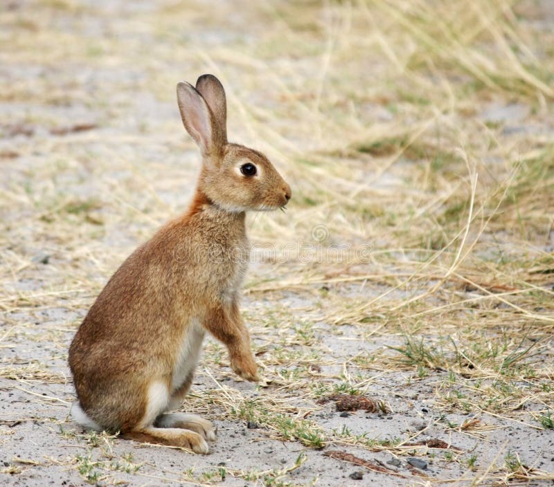 Wild Rabbit Alert To Danger Stock Photo - Image of wary, cute: 7935526
