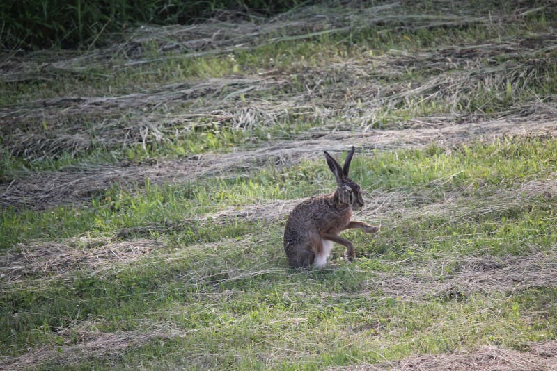Wild Rabbit stock image. Image of graze, green, weeds - 92720581