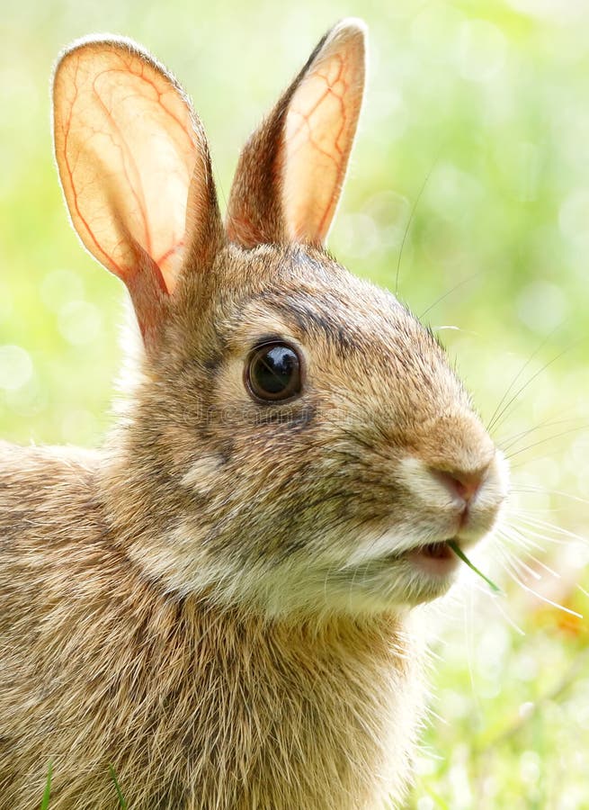 Wild Rabbit on High Alert stock image. Image of rabbit - 10900813