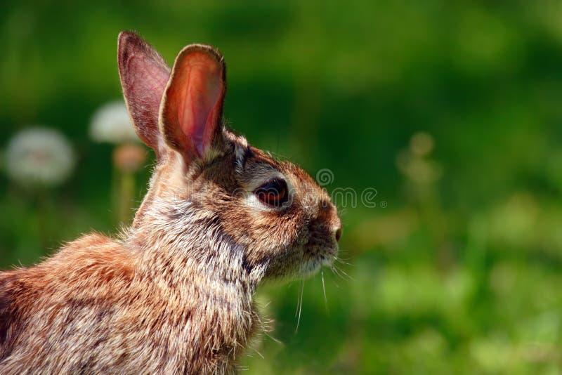 Wild rabbit close-up stock image. Image of dandelion, beautiful - 2468657