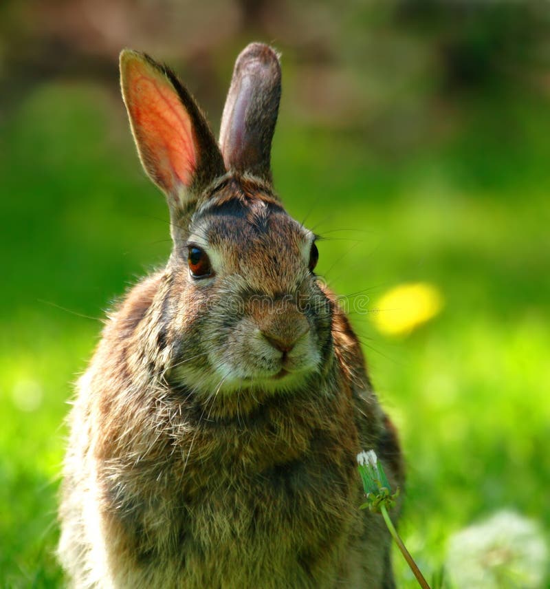 Wild rabbit close-up stock image. Image of dandelion, beautiful - 2468657