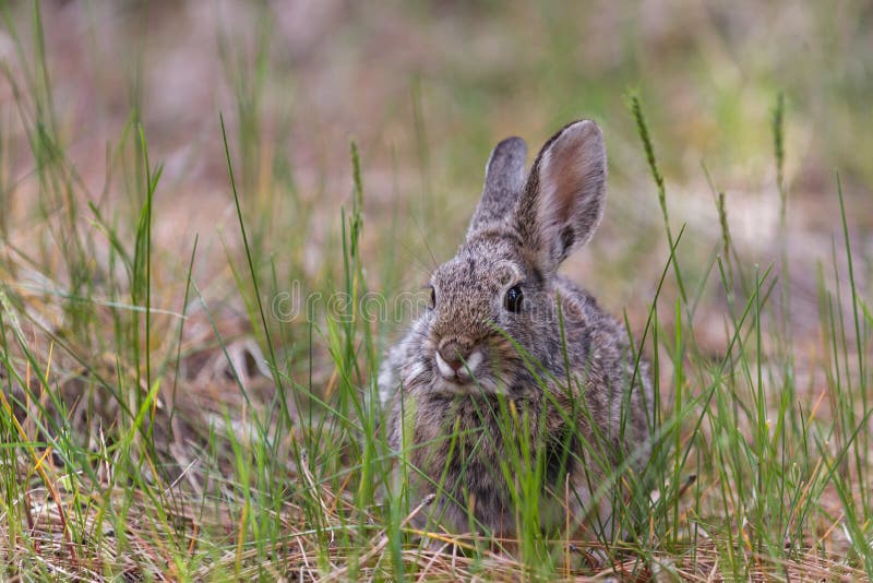 Wild rabbit stock image. Image of mountains, face, long - 55991793