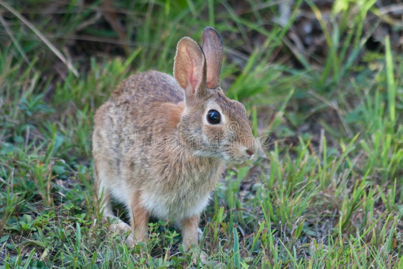 Wild rabbit stock photo. Image of rabbit, field, grass - 49678664