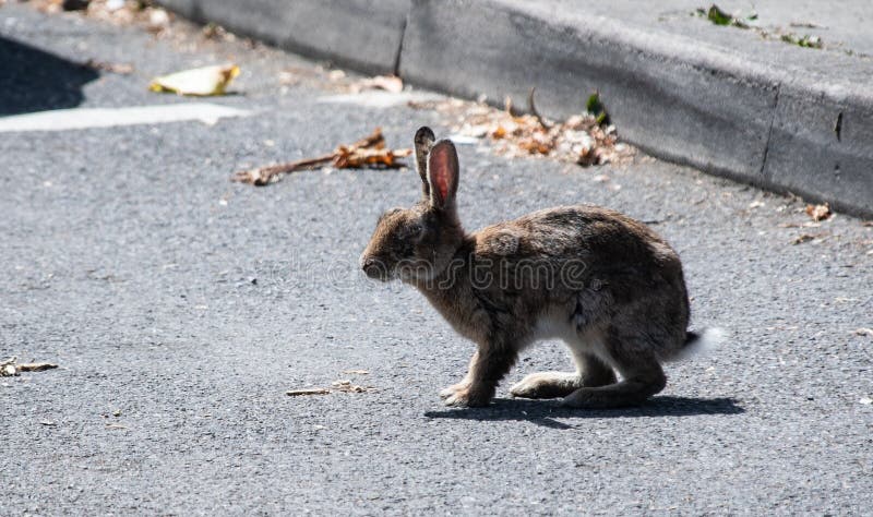 146 Rabbit Crossing Stock Photos - Free & Royalty-Free Stock Photos ...