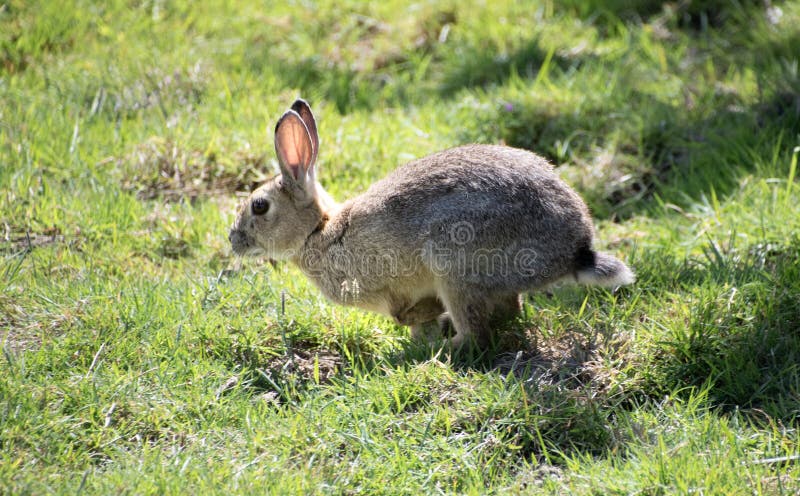 Wild Rabbit Dancing in a Field Editorial Photography - Image of bunny ...