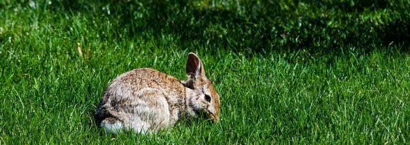 Wild Rabbit Eating Fresh Grass Stock Photo - Image of hairy, cuddly ...