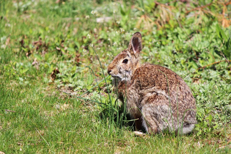 Wild Rabbit Eating Grass stock photo. Image of lagomorph - 40507502