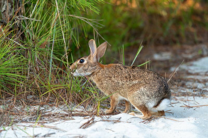 Wild Rabbit Eating Plants on Assateague Island Stock Image - Image of ...