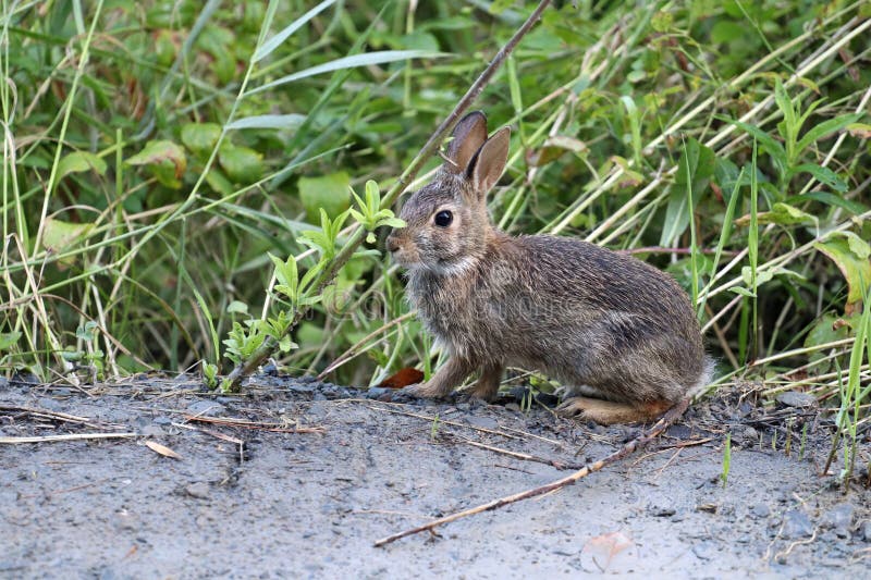 Wild rabbit stock photo. Image of emerges, prairie, wild - 272095150