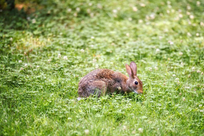 Wild rabbit in a meadow. stock photo. Image of pasture - 323168518