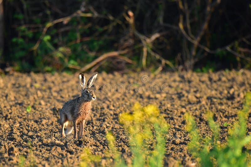 Wild rabbit on the field stock image. Image of nature - 266486057