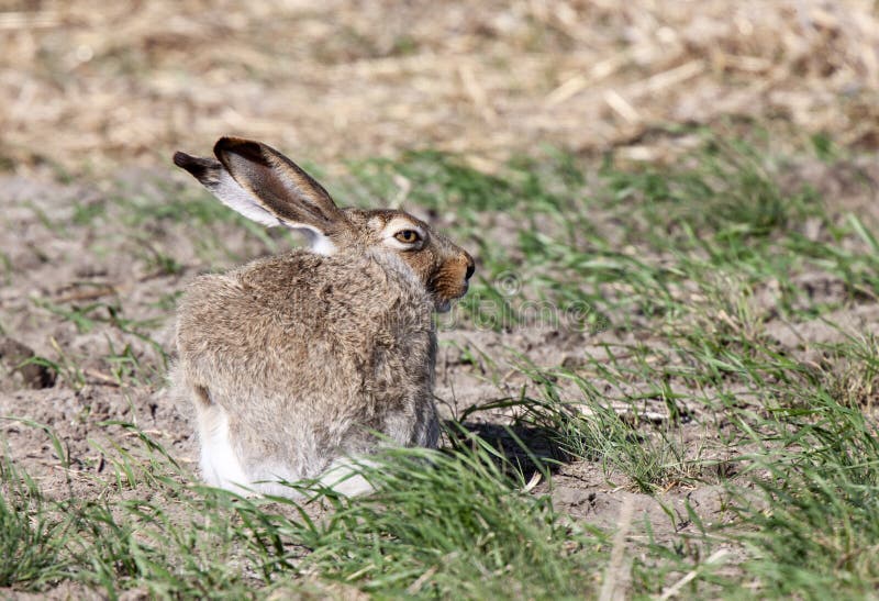 Wild Rabbit in Field stock image. Image of green, sitting - 205919547