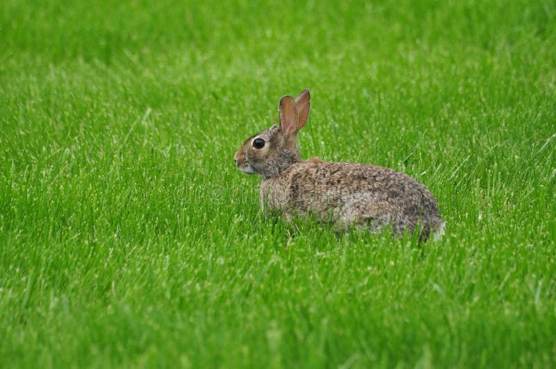Wild Rabbit in a field stock image. Image of wild, grass - 31082239