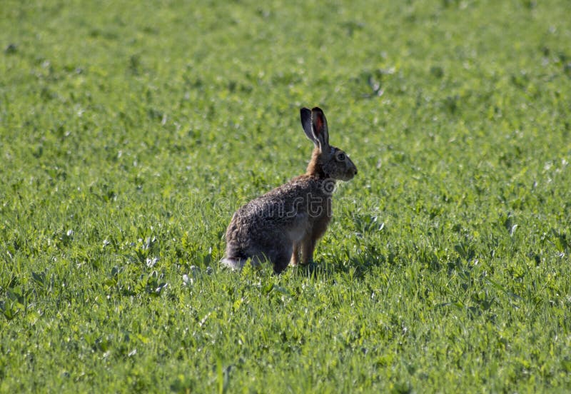 Rabbit on a field stock image. Image of mammal, animal - 116660083