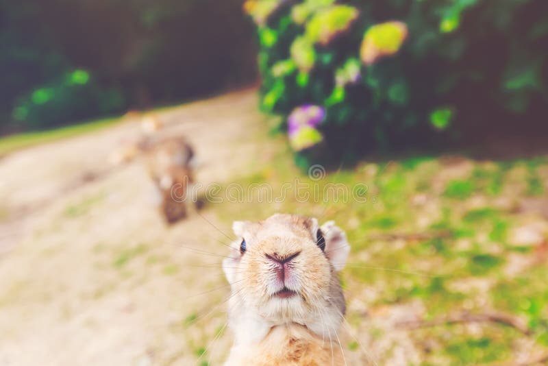 Wild rabbit in a field stock photo. Image of bunny, summer - 89859620