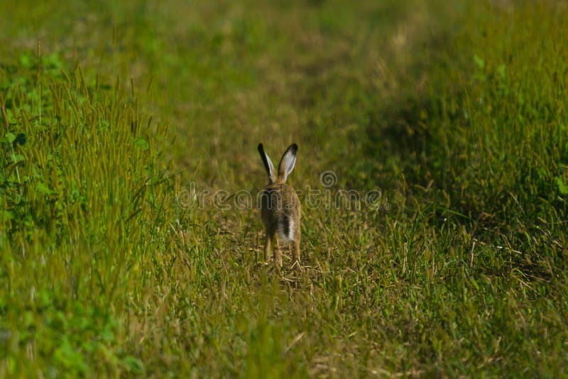 Rabbit in a field stock image. Image of baby, easter - 19682719