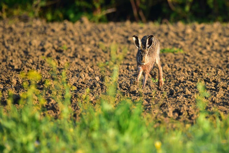 Wild rabbit on the field stock photo. Image of mammal - 266486084