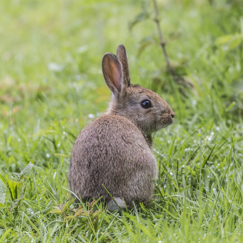 Wild Rabbit stock photo. Image of wildrabbit, rabbits - 71821730