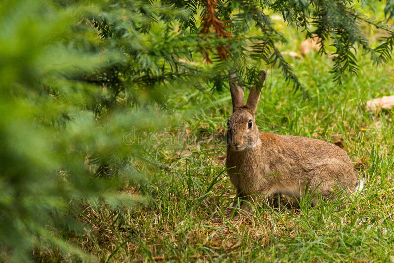 Wild rabbit in the grass stock photo. Image of summer - 220892646