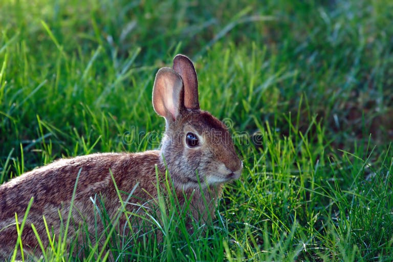 Wild rabbit in the grass stock image. Image of green, portrait - 3239127