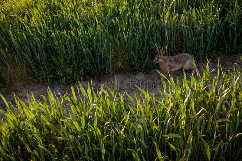 Wild rabbit stock image. Image of wildlife, bunny, meadow - 44294091