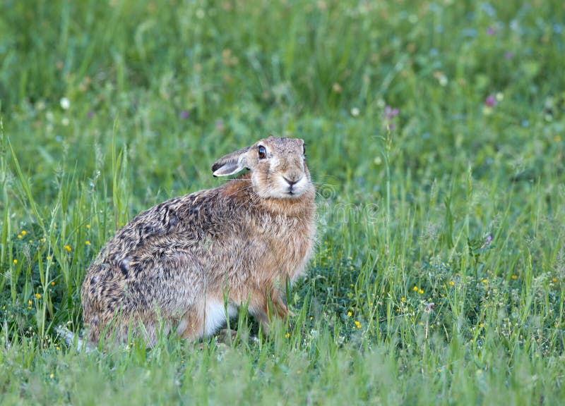 Wild rabbit in grass stock image. Image of gray, nature - 88501855