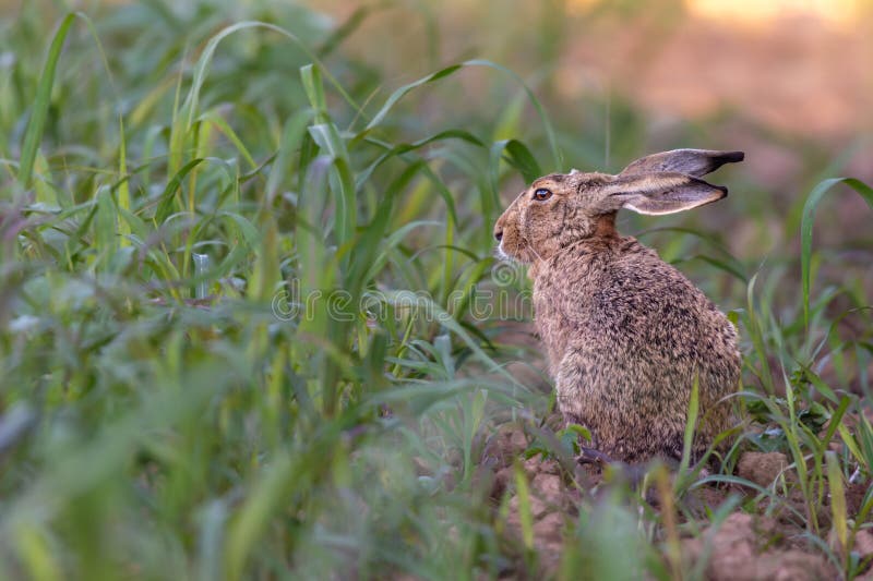 Wild rabbit in the grass stock photo. Image of portrait - 348822676
