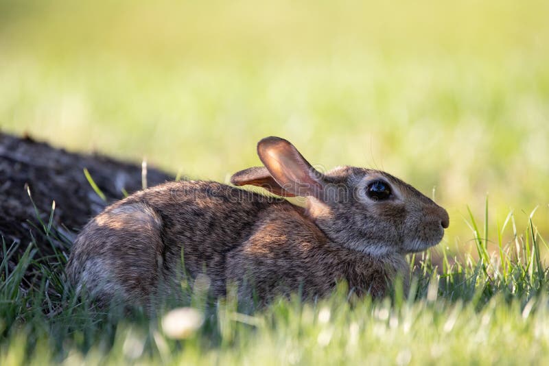 Wild Rabbit on the Grass in a Field Stock Image - Image of rodent, ears ...