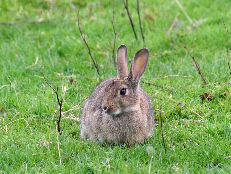 Wild Rabbits Grazing Stock Photos - Free & Royalty-Free Stock Photos ...