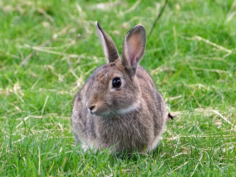 Wild Rabbit in a Grass Field Stock Image - Image of burrow, grazing ...